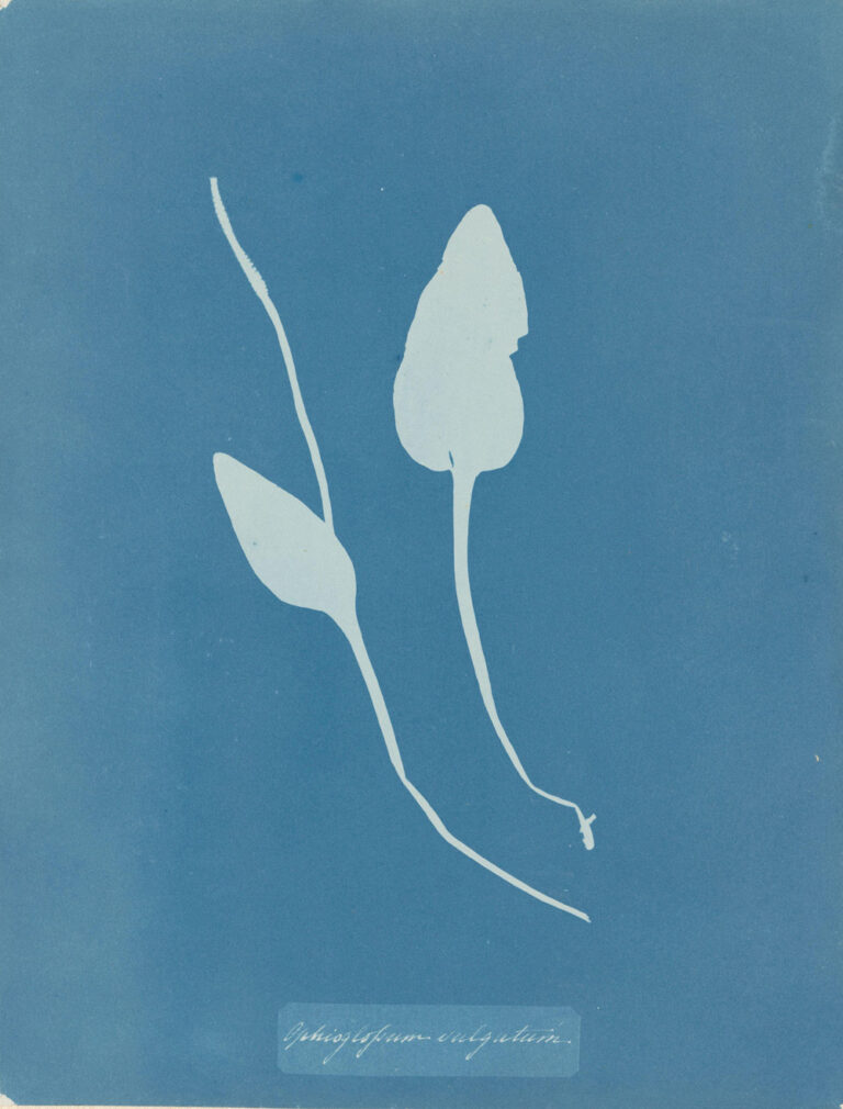 Anna Atkins | Couleur XVIIIe